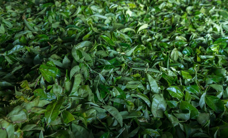 Fresh green tea stock photo. Image of danger, export - 72545518