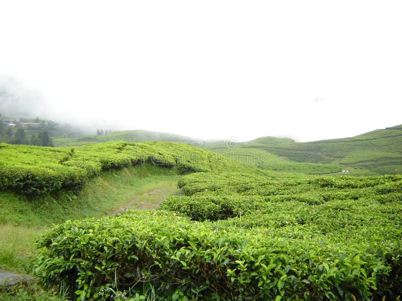 Fresh, green, tea garden stock photo. Image of bogor, mountain - 431986