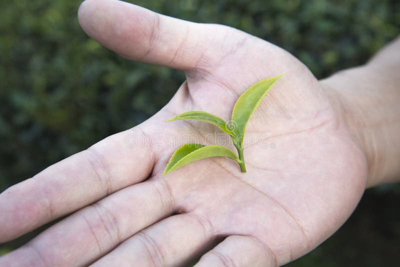 Fresh Green Tea Leaf on Hand in Garden Stock Photo - Image of palm ...