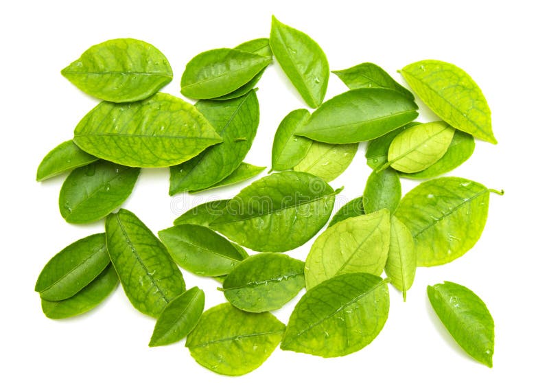 Fresh Green Tea Leaves, Drops of Water, Stock Image - Image of ...