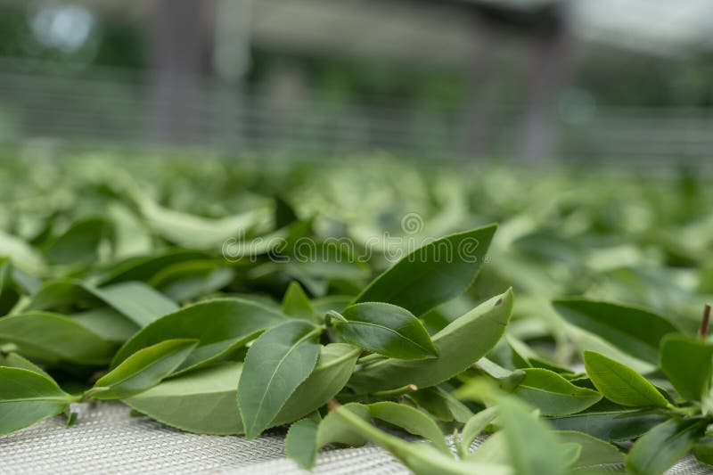 Fresh Green Tea Leaves in Drying Processing, Farm Production Factory ...