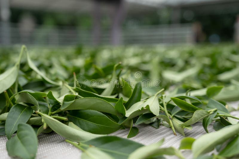 Fresh Green Tea Leaves in Drying Processing, Farm Production Factory ...