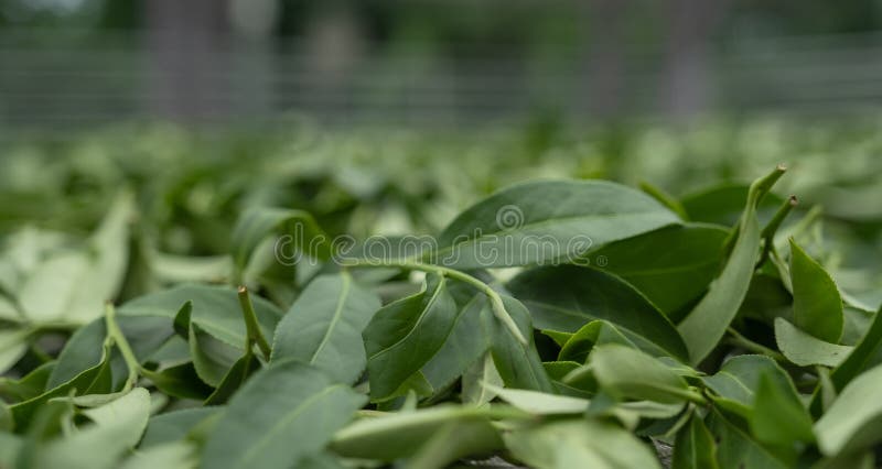 Fresh Green Tea Leaves in Drying Processing, Farm Production Factory ...
