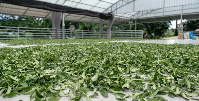 Fresh Green Tea Leaves in Drying Processing, Farm Production Factory ...