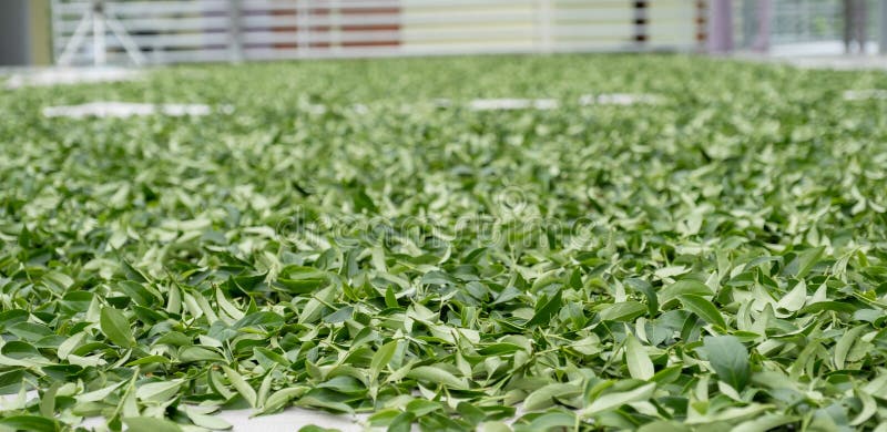 Fresh Green Tea Leaves in Drying Processing, Farm Production Factory ...