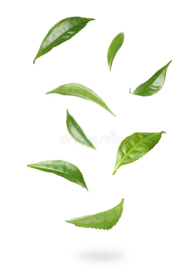Fresh Green Tea Leaves Falling on White Background Stock Photo - Image ...