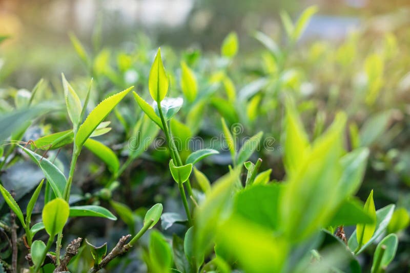 Fresh green tea leaves stock photo. Image of freshness - 136788012