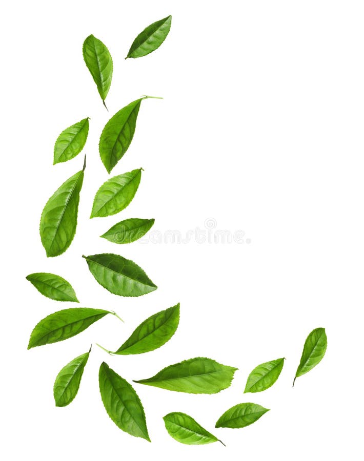 Fresh Green Tea Leaves Flying on Background Stock Image - Image of ...