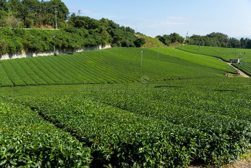 Fresh green tea plantation stock photo. Image of industry - 83284952