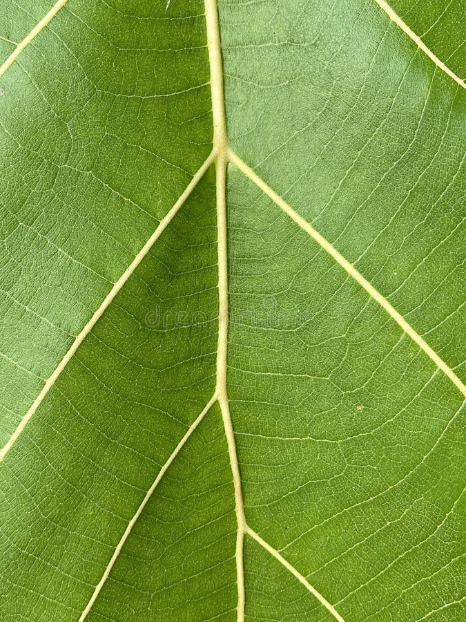 Green Teak Leaf Texture Background Stock Photo - Image of color, spring ...