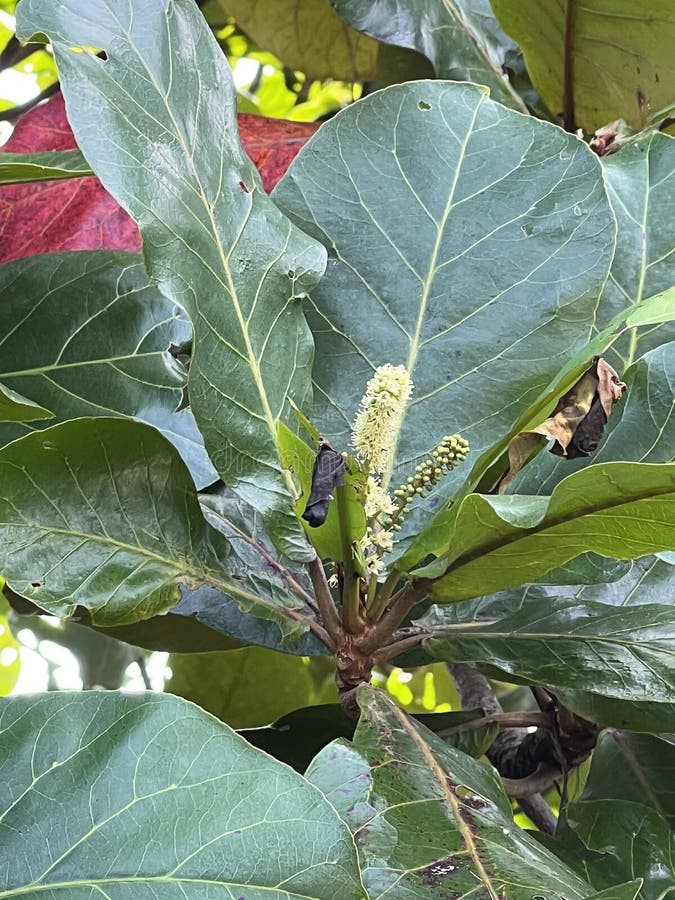 Green Terminalia Catappa Leaves of a Tree Stock Photo - Image of ...