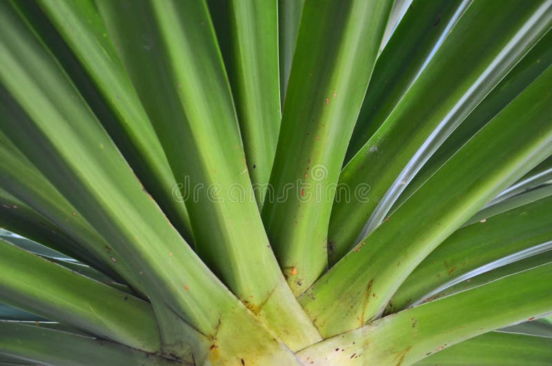 Green Pattern of Palm Leaf Base on the Tree Stock Photo - Image of ...