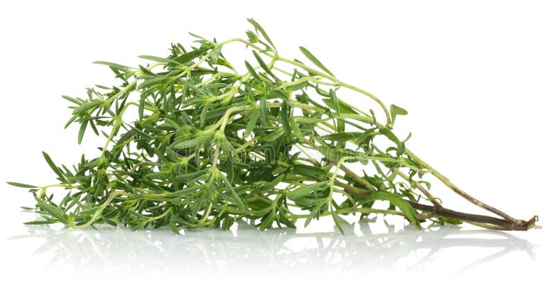 Fresh Green Thyme Isolated on White Stock Photo - Image of botany ...
