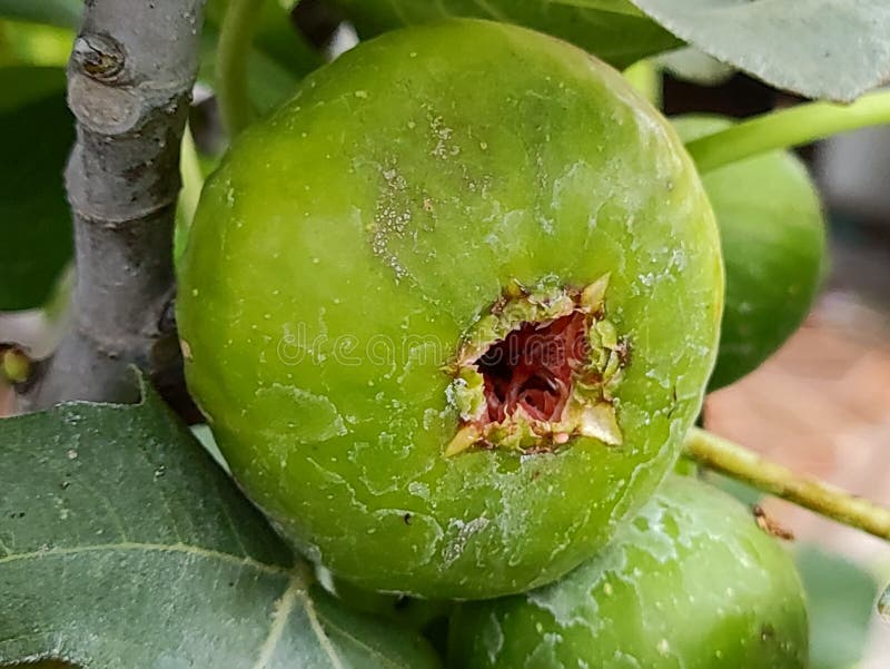 Fresh Green Tin As a Fruit of Heaven Stock Image - Image of heaven ...
