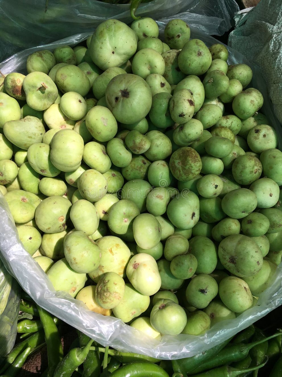 Tinda Vegetables Stock Photos - Free & Royalty-Free Stock Photos from ...