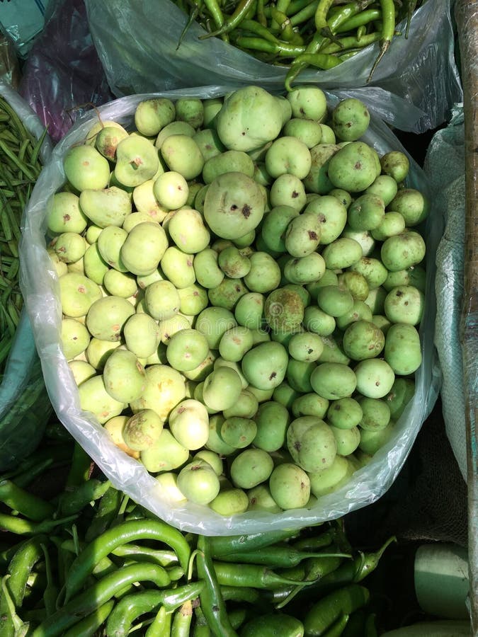 Fresh green tinda stock photo. Image of foliage, food - 90254744