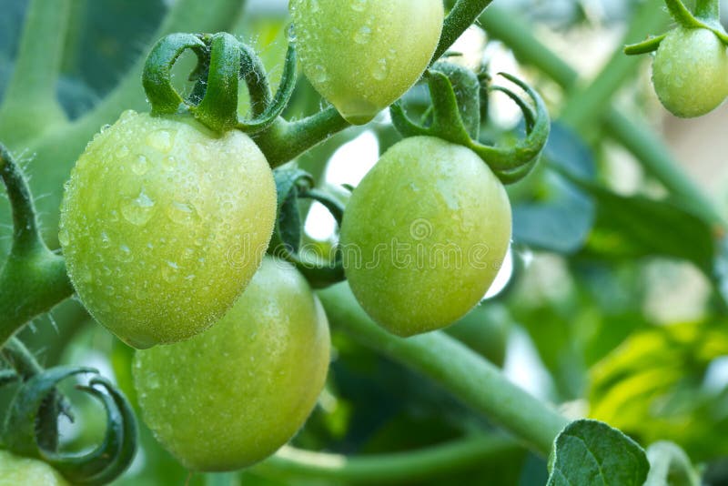 Fresh green tomato on tree stock photo. Image of food - 23058906