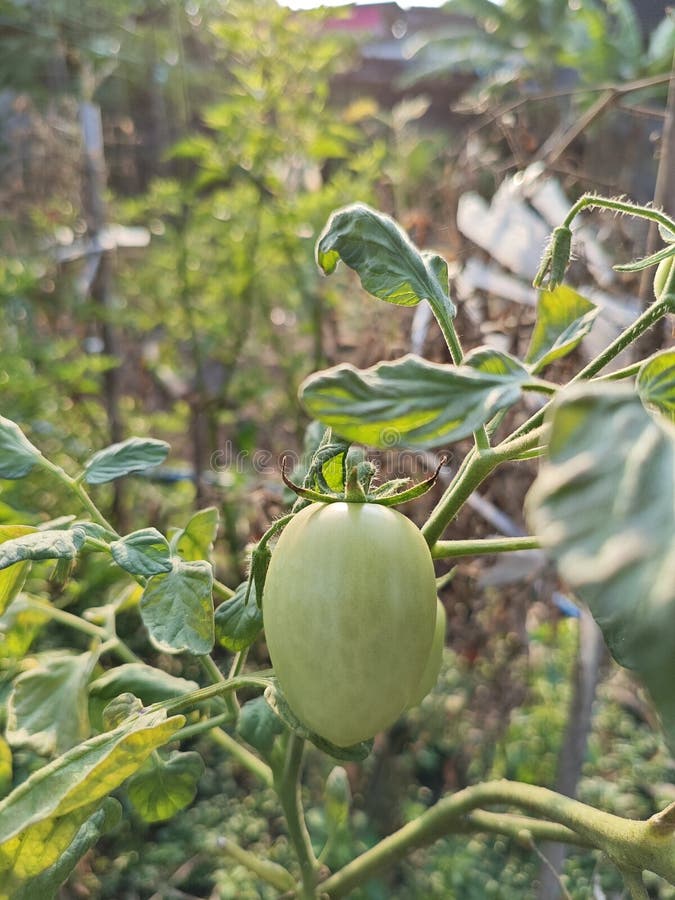 Fresh Green Tomato Tree Fruit Exposed To Sunlight Stock Photo - Image ...