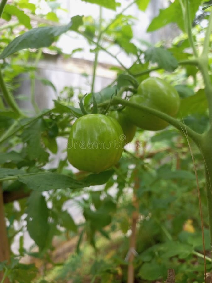 Fresh Green Tomatoes that are Still on the Tree Stock Image - Image of ...