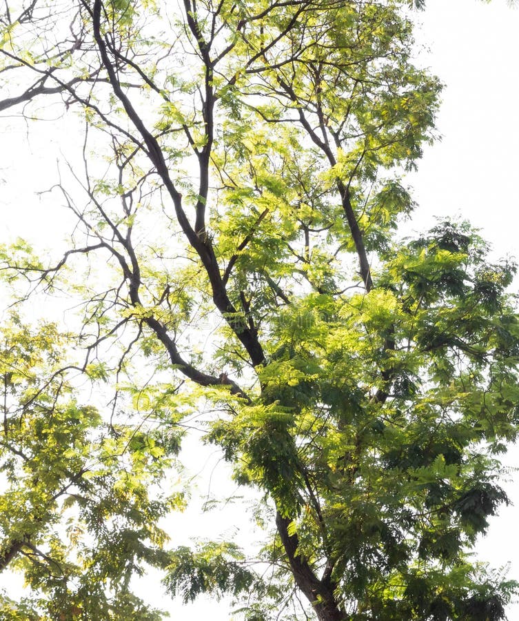 Fresh Green Tree Leaf from Bottom View Stock Photo - Image of light ...