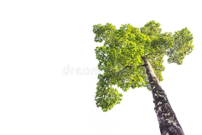 Green Tree Leaf from Bottom Stock Photo - Image of view, green: 103048108