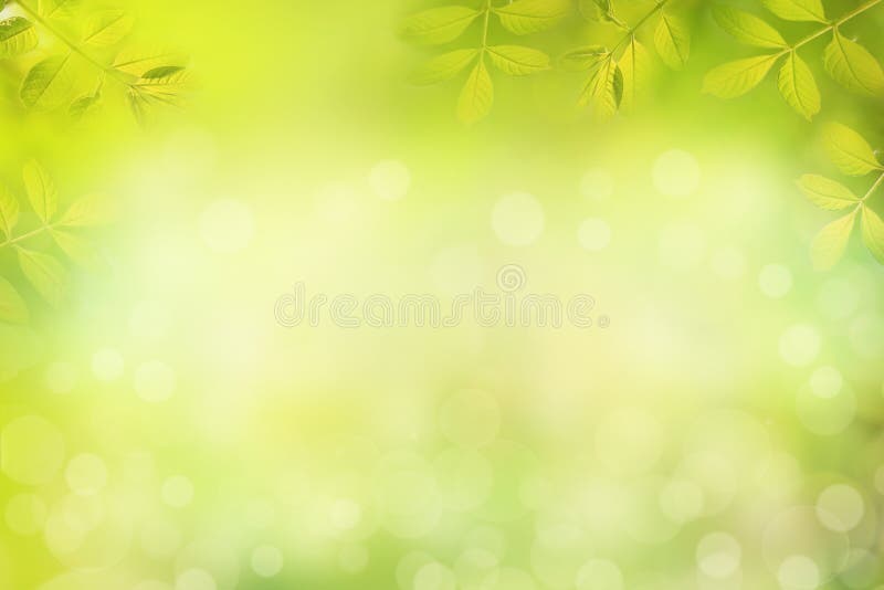 Fresh Green Tree Leaves, Frame Stock Photo - Image of tree, forest ...