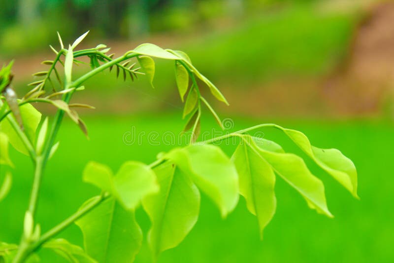 Fresh Green Tree Leaves and Nature Background. Spring Frame Stock Image ...