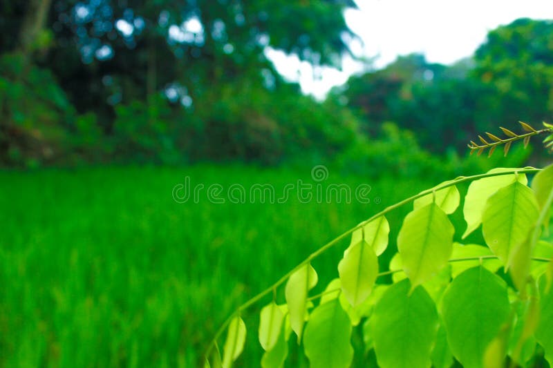 Fresh Green Tree Leaves and Nature Background. Springtime. Greenery ...