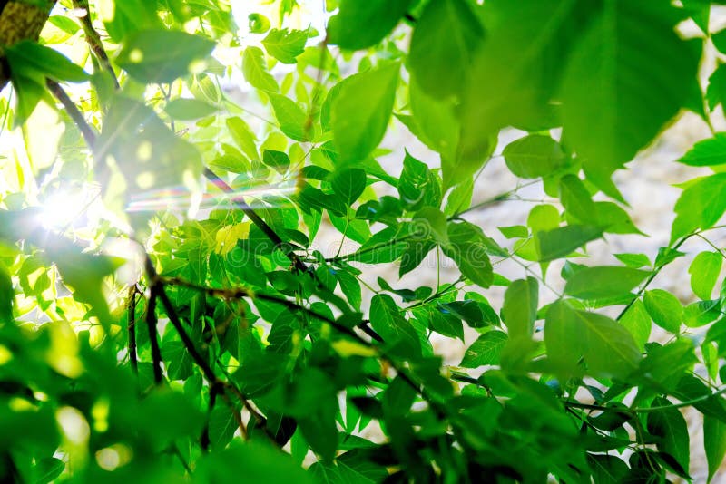Fresh Green Tree Leaves with Sunlight Ray Stock Photo - Image of ...