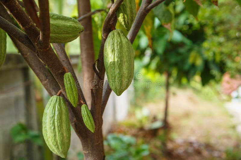 Fresh Green Un-harvested Cocoa Pods Stock Photo - Image of farming ...