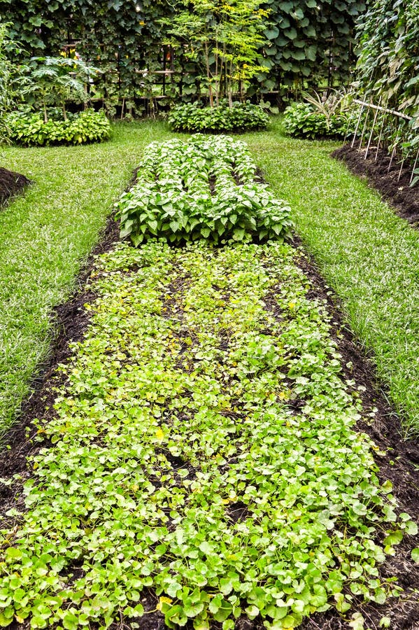 Garden Vegetable Plot 1 stock photo. Image of farming - 4959226