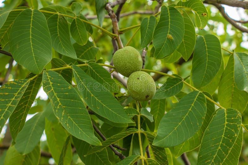 Fresh Green Walnuts Ripening on Their Walnut Tree Stock Image - Image ...