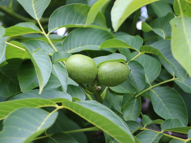 Fresh Green Walnuts on Tree with Background Stock Image - Image of nuts ...