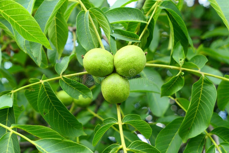 Fresh Green Walnuts on the Tree Stock Photo - Image of tree, natural ...