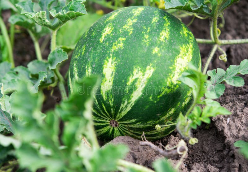 Fresh green Watermelon stock image. Image of market, field - 35422637