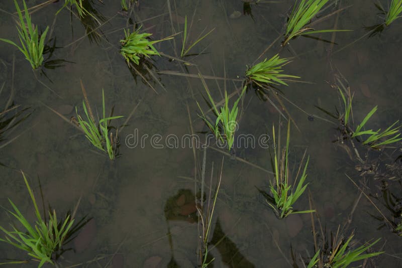 Fresh Green Weed on Paddy Field Stock Photo - Image of garden, flora ...