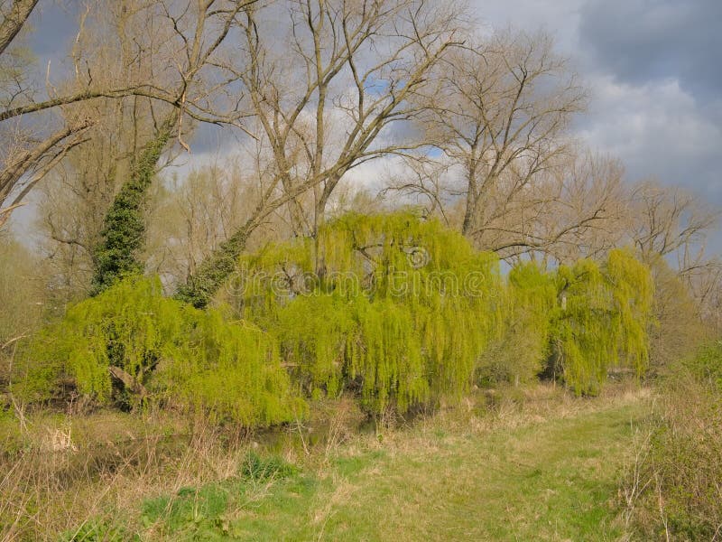 Fresh Green Weeping Willow and Other Trees in Spring Stock Photo ...