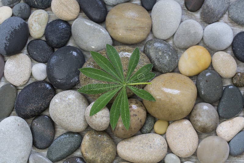 Fresh Green Wet Leaf on Pebble Stock Image - Image of monochrome, work ...