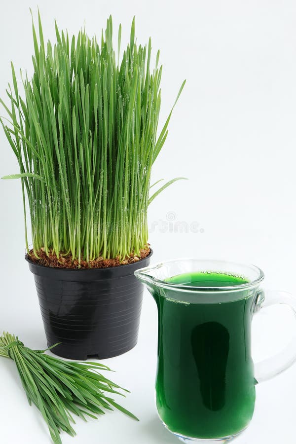Fresh Green Wheat Grass Sprouts with Shot Glass of Wheat Grass. Stock Photo - Image of beautiful ...