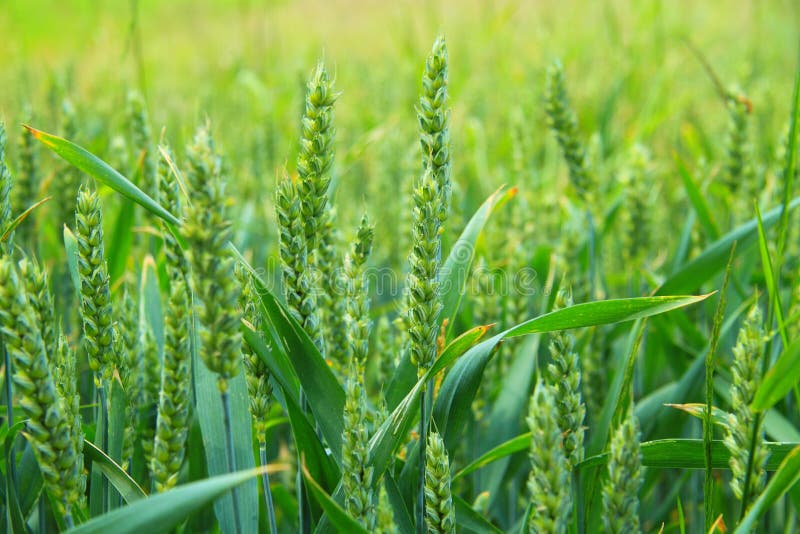 Fresh green wheat plants stock image. Image of bright - 21776807