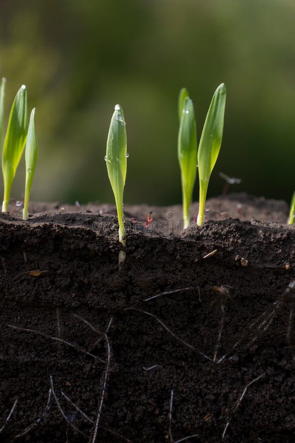 Fresh Green Wheat Plants with Roots Stock Photo - Image of root ...