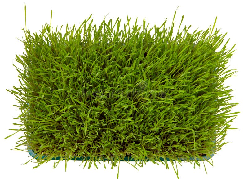 Fresh green wheatgrass stock image. Image of organic - 28045469