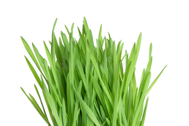 Fresh green wheatgrass stock image. Image of bright, vitality - 31114195