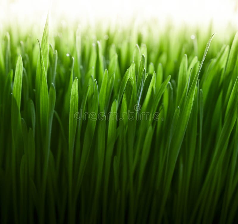 Fresh green wheatgrass stock image. Image of healthy - 63127181