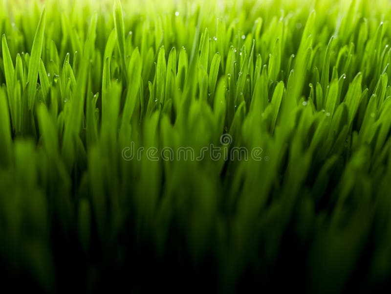 Wheatgrass Background Wallpaper Stock Image - Image of light ...