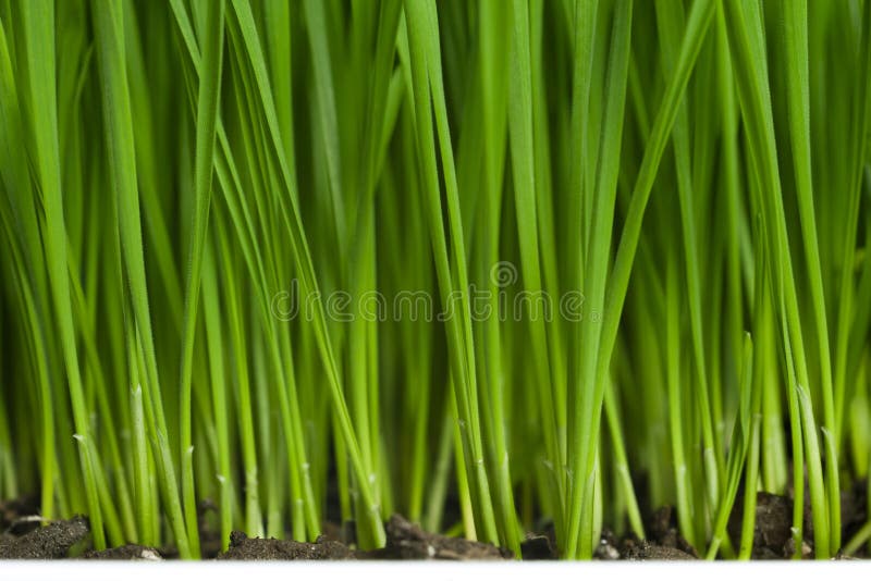Wheatgrass Background Wallpaper Stock Image - Image of light ...