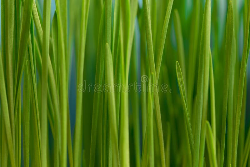 Fresh Green Wheatgrass Texture, Natural Background Stock Image - Image ...