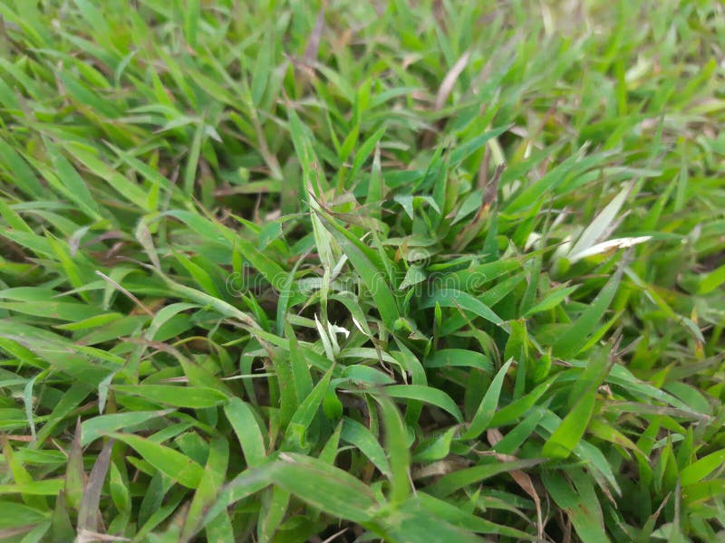Fresh Green Wild Grass Background, Close Up of Grass in the Garden ...