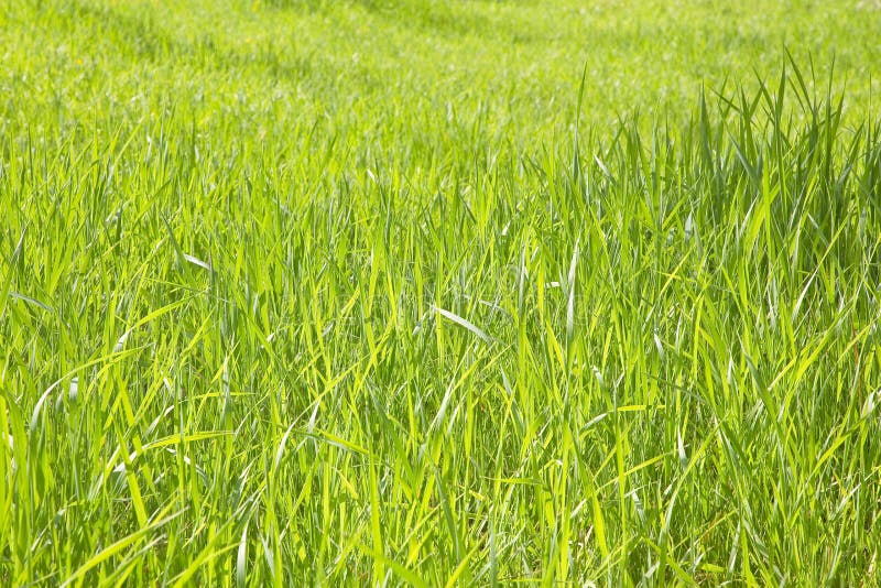 Fresh Green Wild Grass Field - Uncultivated Field - Rural Scene Stock ...