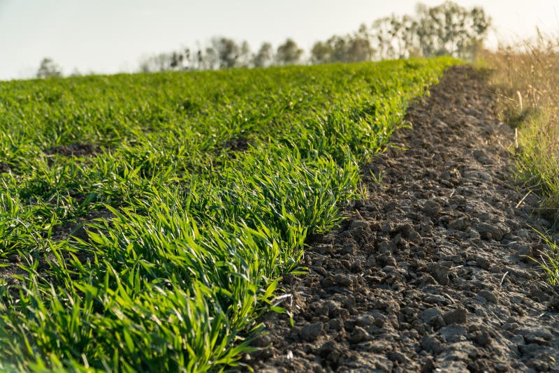 Fresh Green Winter Crops in Spring on a Black Soil Field Stock Photo ...